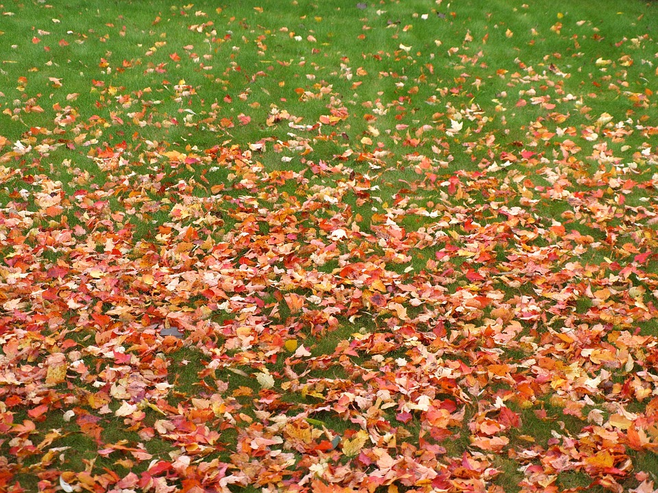 The Onset Of Autumn Green Grass Yellow Leaves Lawn | Classic Dad