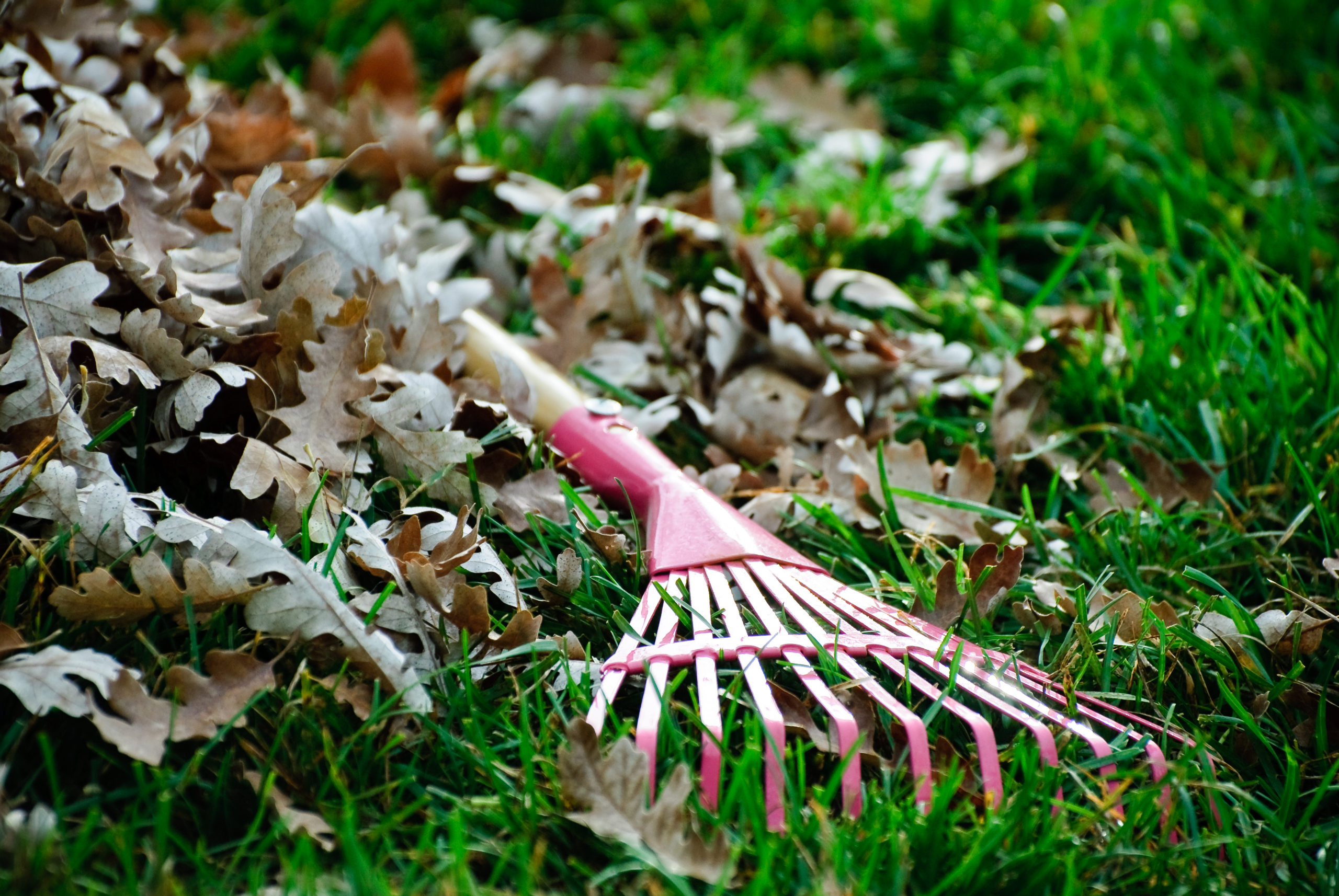 Small_pink_leaf_rake | Classic Dad